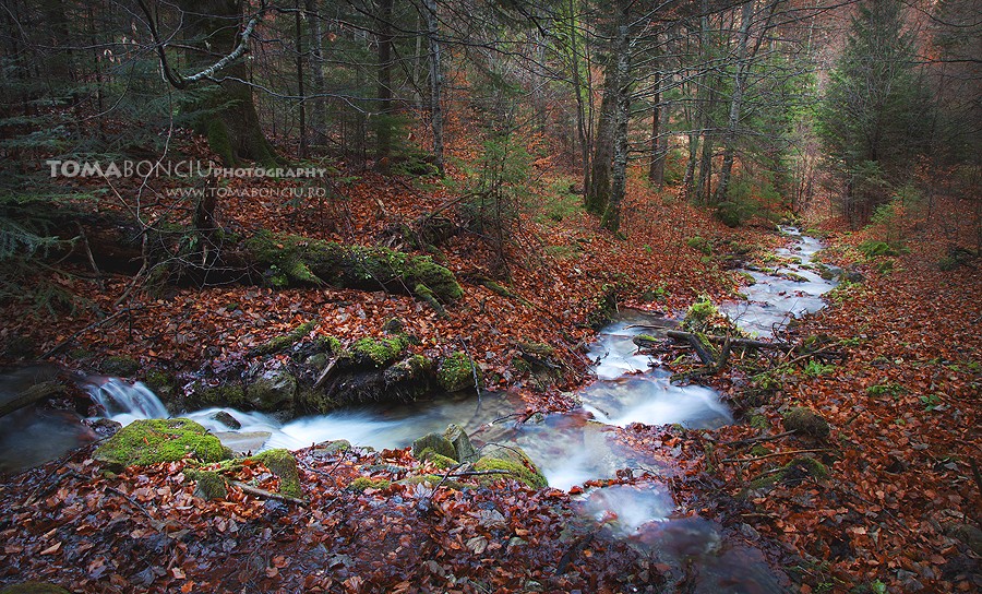 Miscarea in fotografie – Toma Bonciu – fotografie de peisaj si concept ...